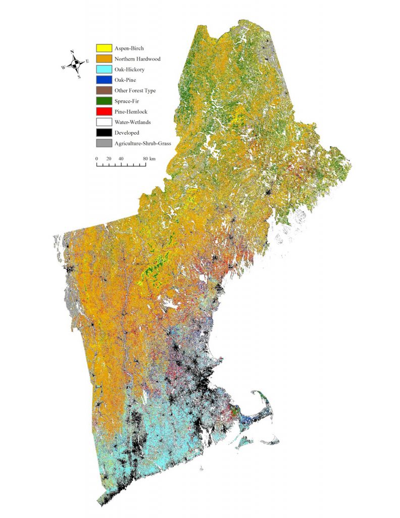 Forest types of New England - Vivid Maps