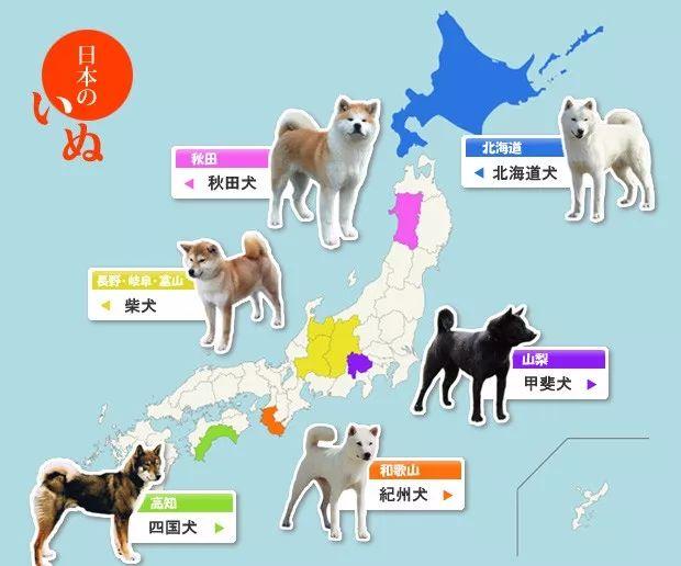 Dogs of Japan - Vivid Maps