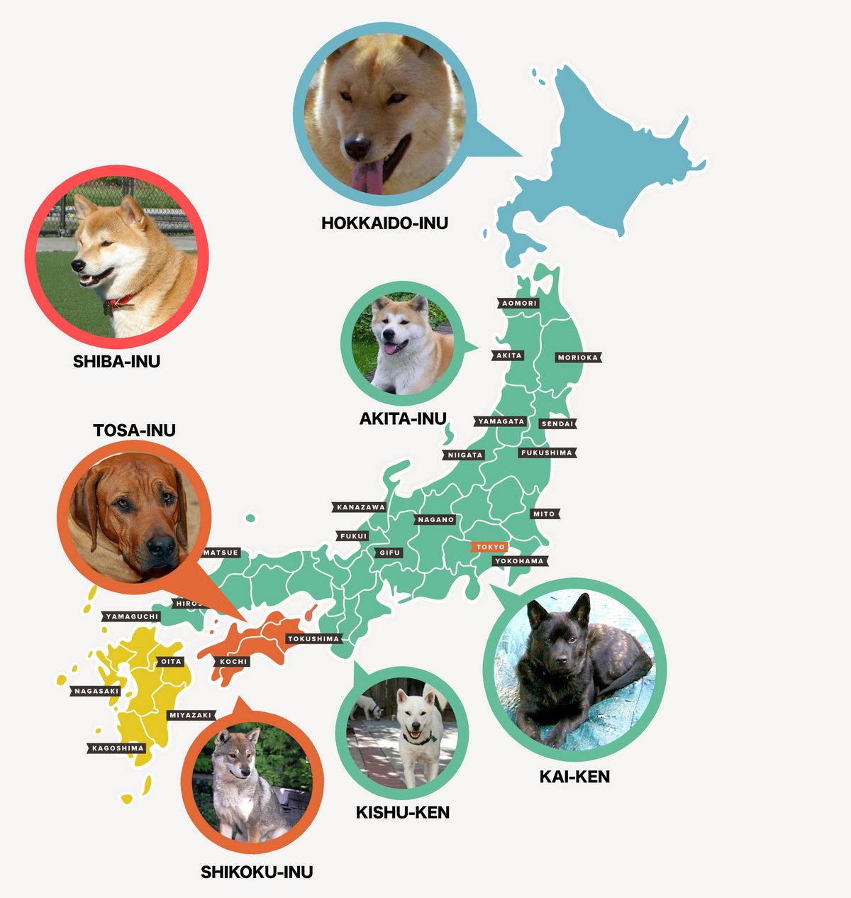 Dogs of Japan - Vivid Maps